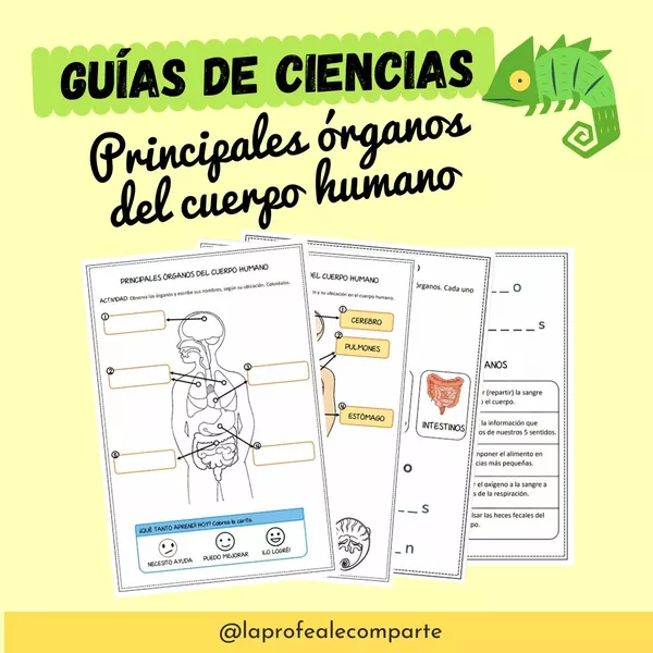 Guías de los principales órganos del cuerpo humano | profe.social